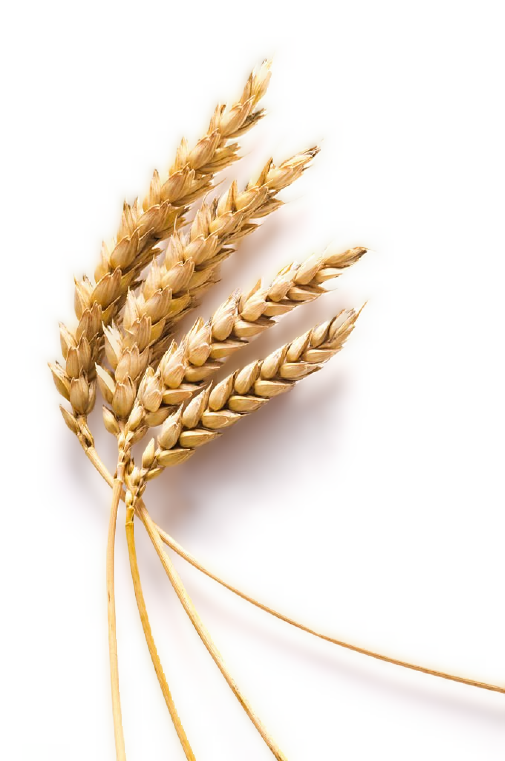 Грейн Карго Шиппінг